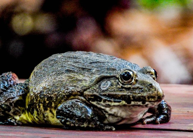 Let’s make more frogs happy - Zazamalala Foundation