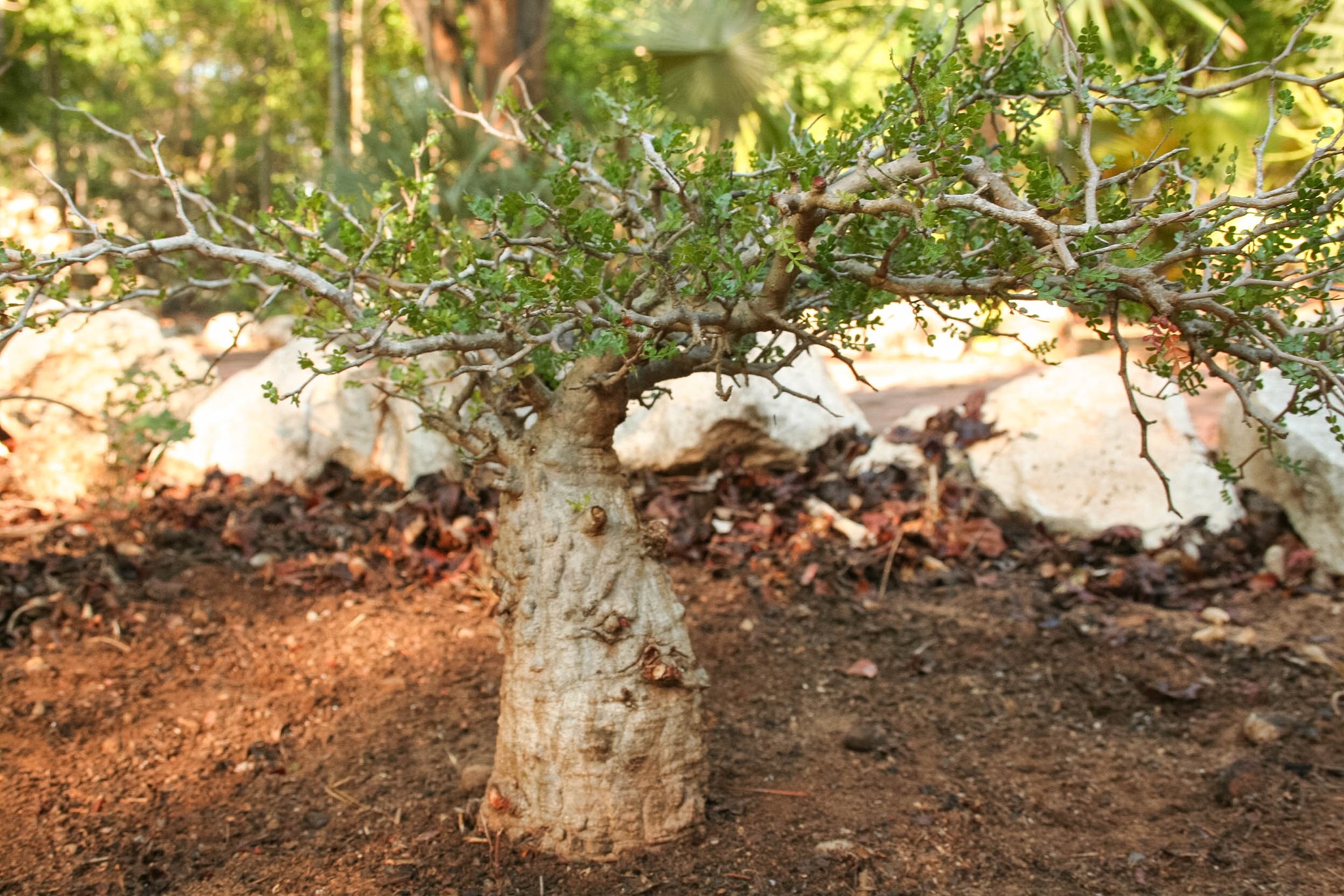 Tuberous plants and trees in the Zazamalala forest - Zazamalala Foundation