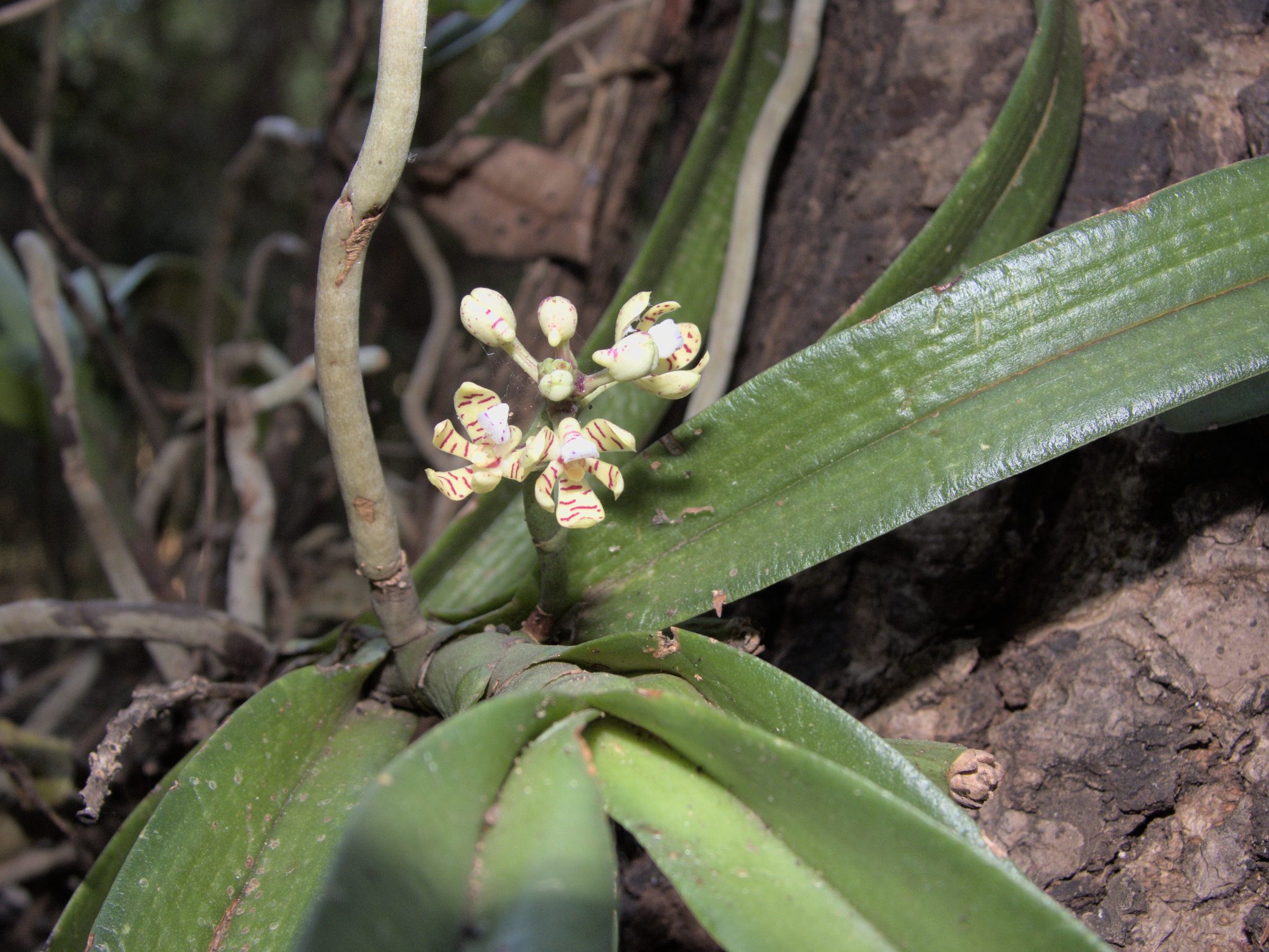 New plants discovered - Zazamalala Foundation